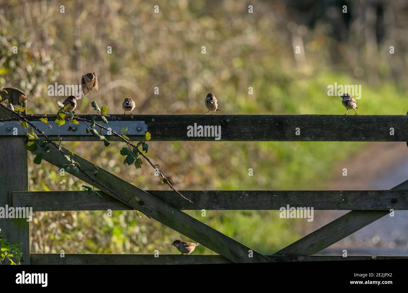 Group of House Sparrows gathered on a farm gate. Somerset Stock Photo ...
