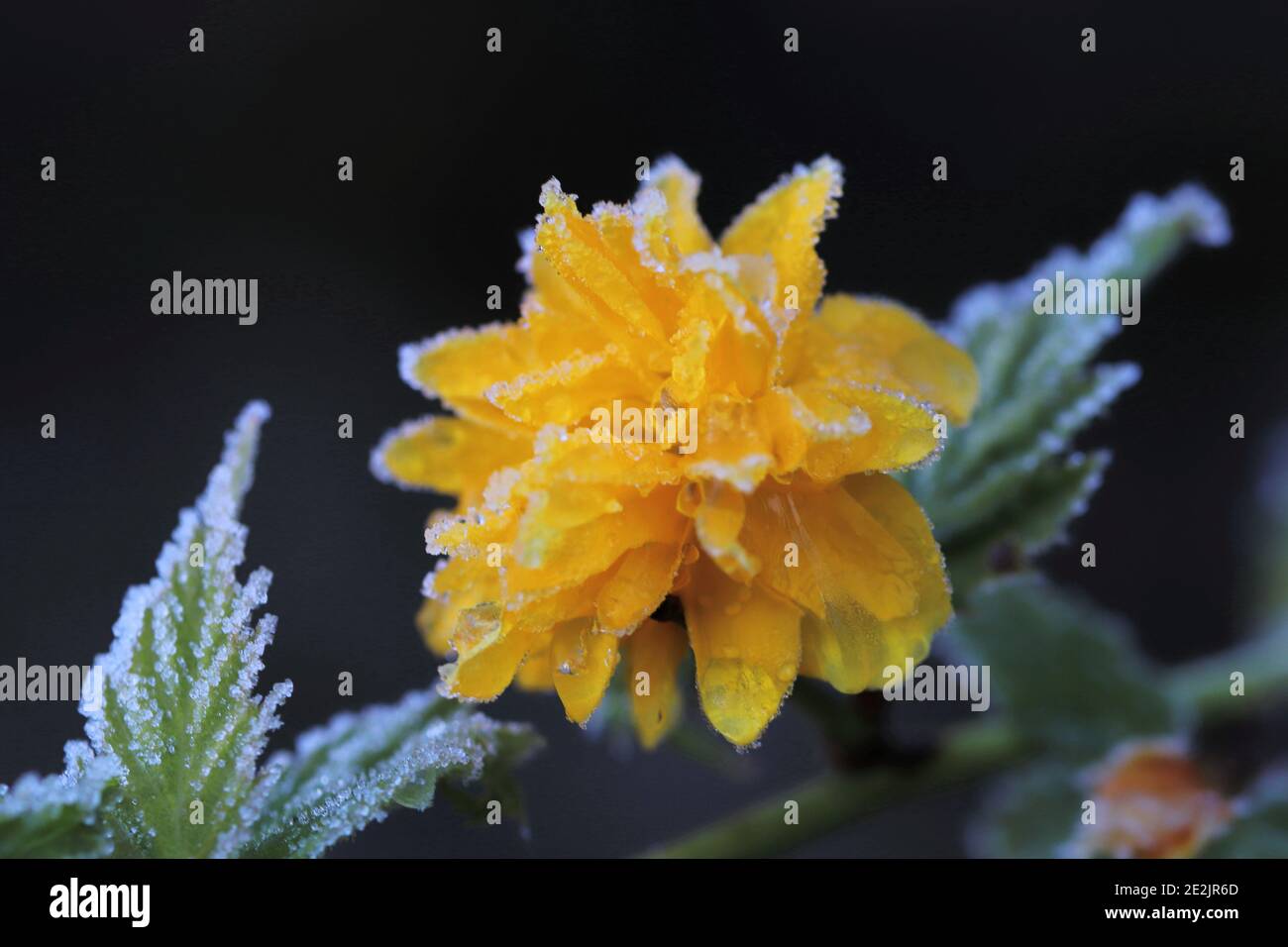 In focus frozen plant High Resolution Stock Photography and Images - Alamy