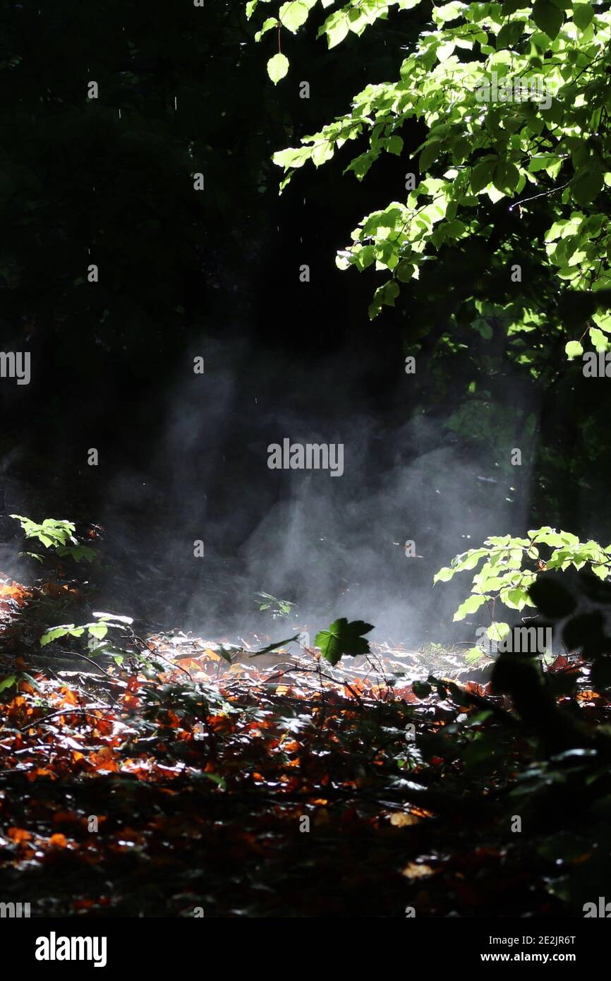 scenic view of a foggy forest trail Stock Photo - Alamy
