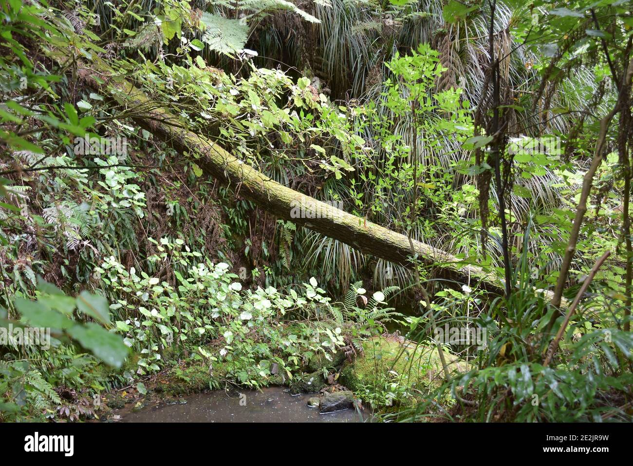 Tree trunk lying sideways in the middle of a tropical forest Stock ...