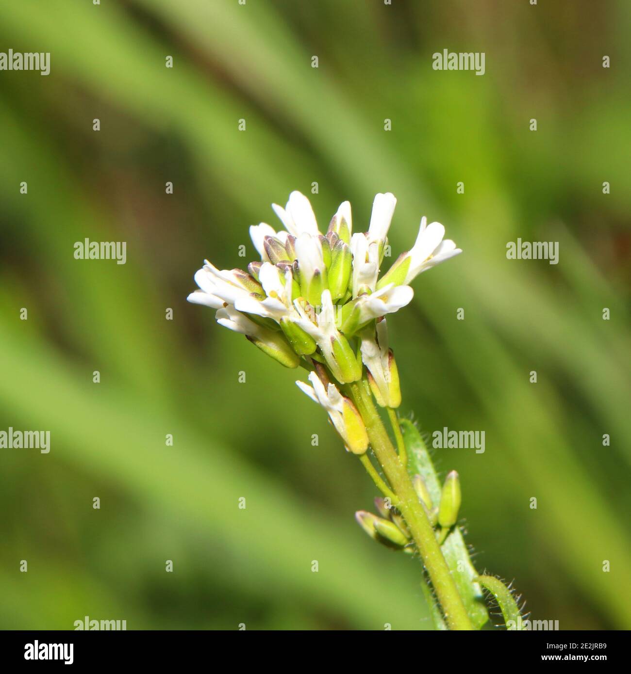 Vulnerable flower hi-res stock photography and images - Alamy