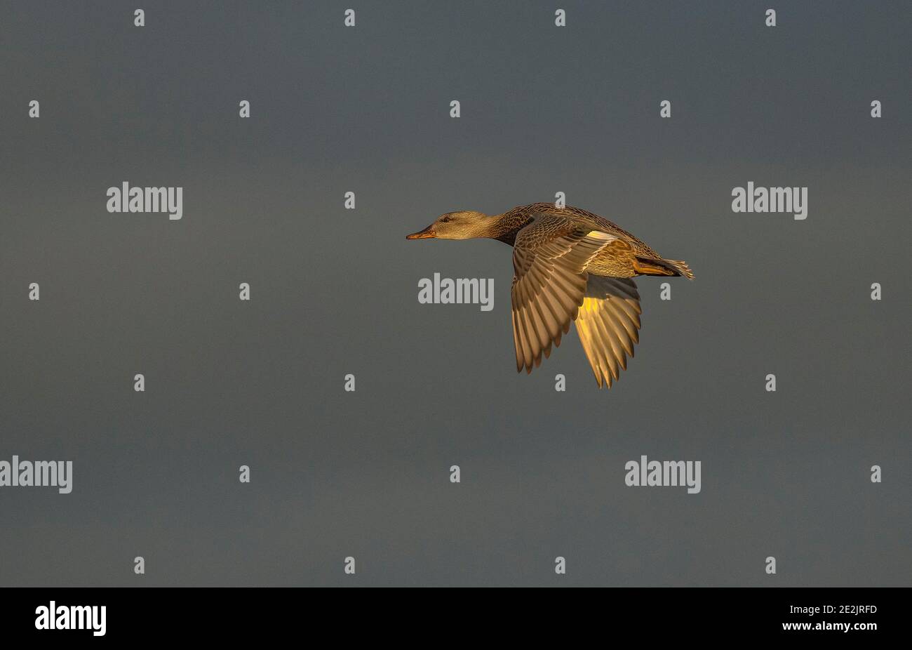 Mareca strepera female hi-res stock photography and images - Alamy