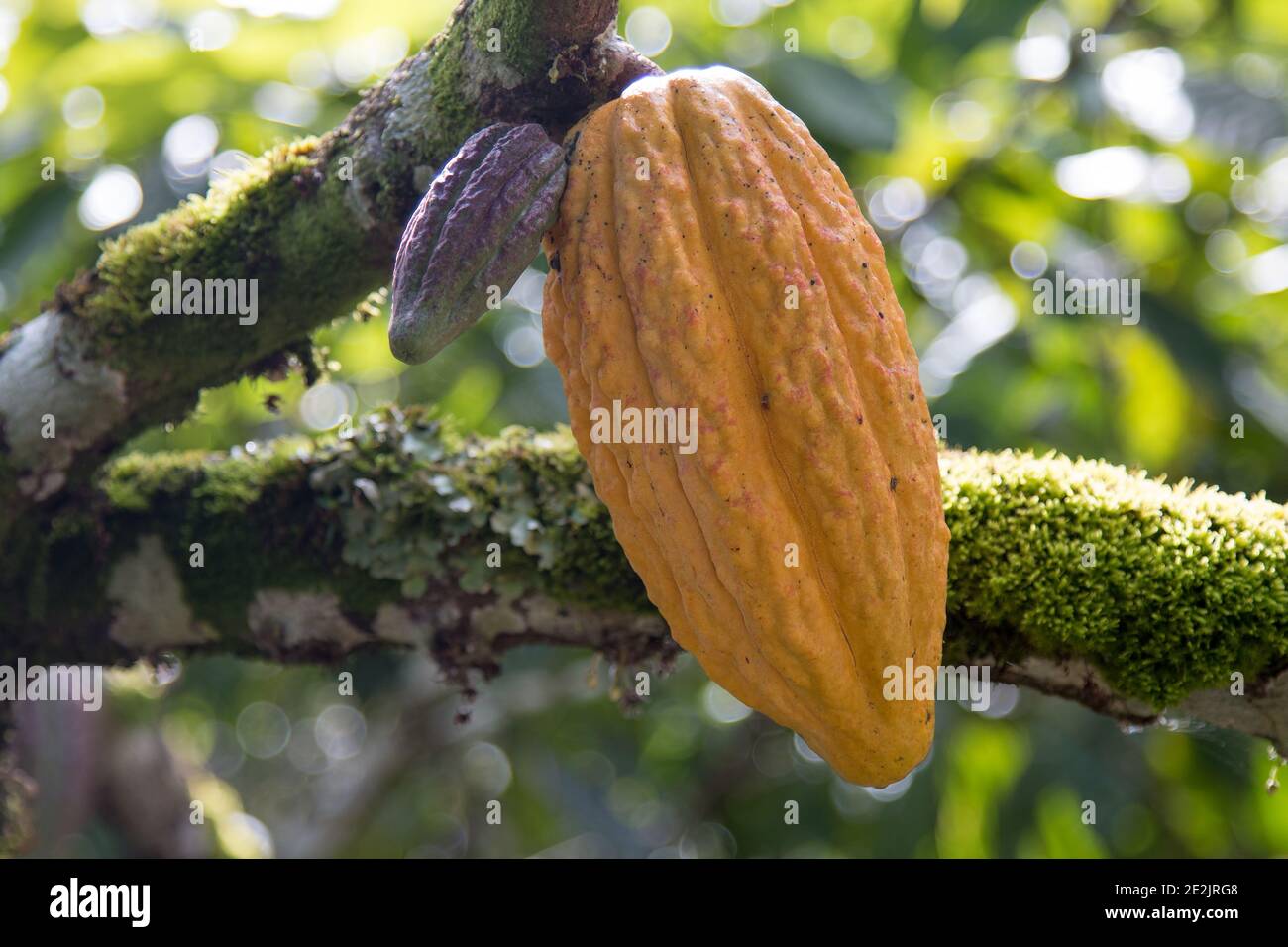 A cocoa tree with cocoa pods at cocoa plantation. Ilhéus, southern ...