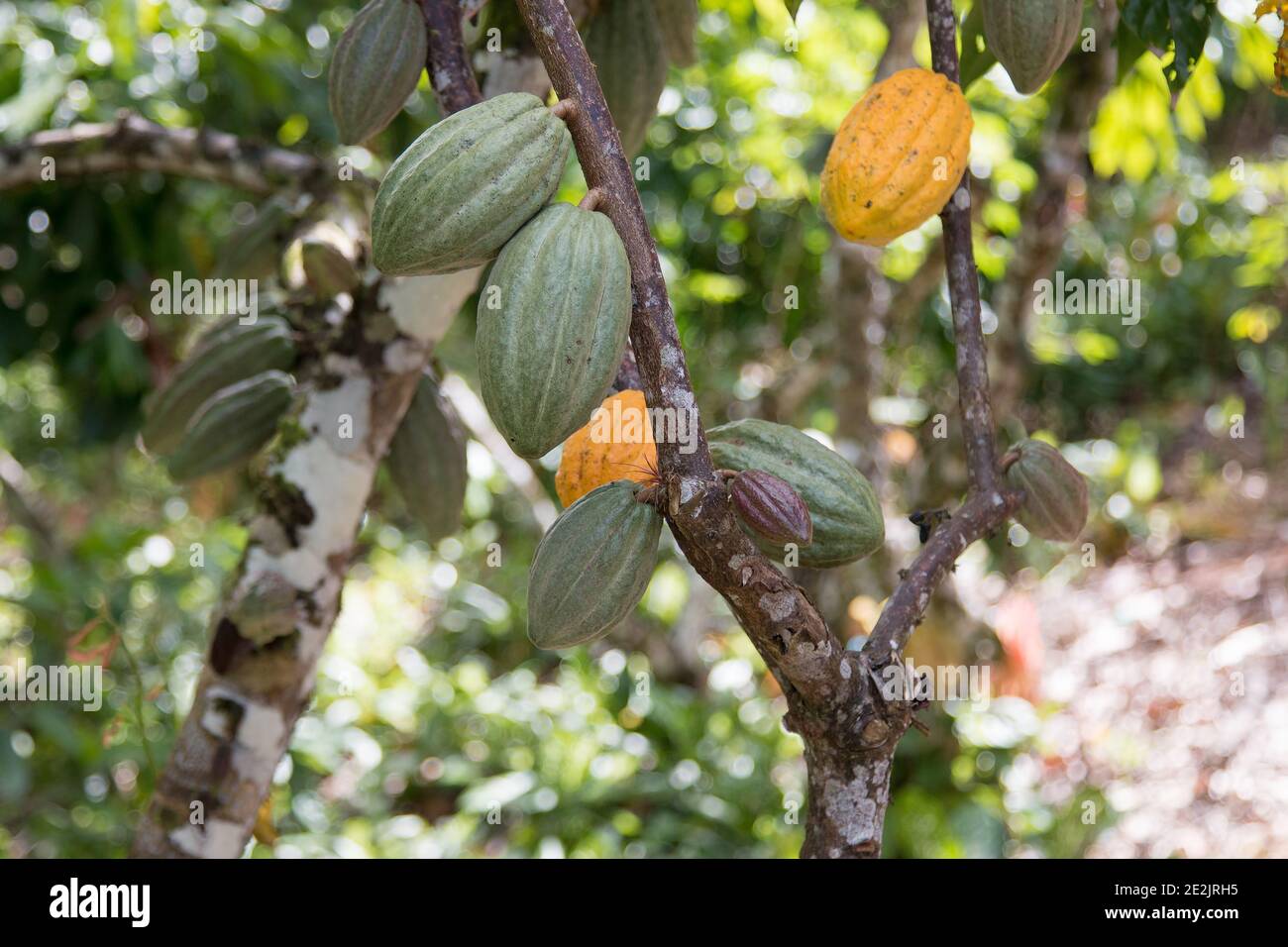 A cocoa tree with cocoa pods at cocoa plantation. Ilhéus, southern ...
