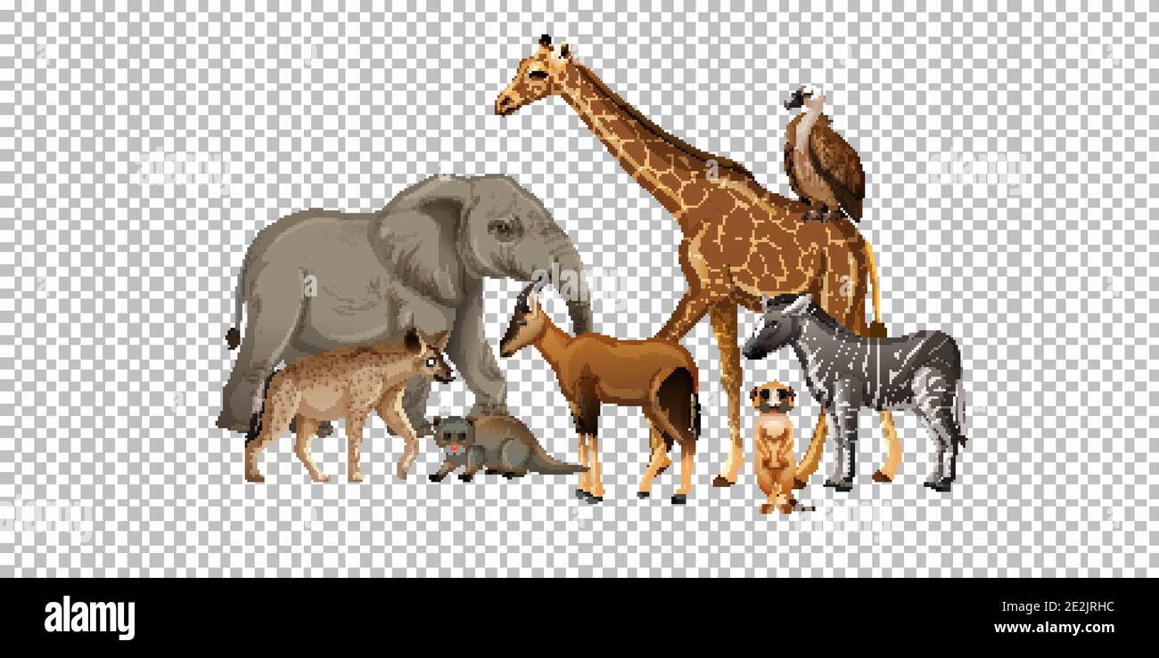 Group of wild african animal on transparent background illustration ...