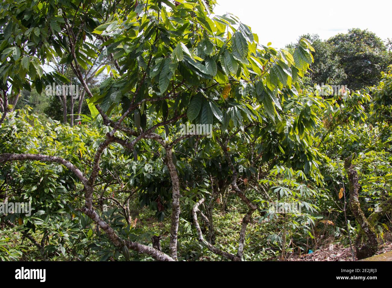 A cocoa tree with cocoa pods at cocoa plantation. Ilhéus, southern ...