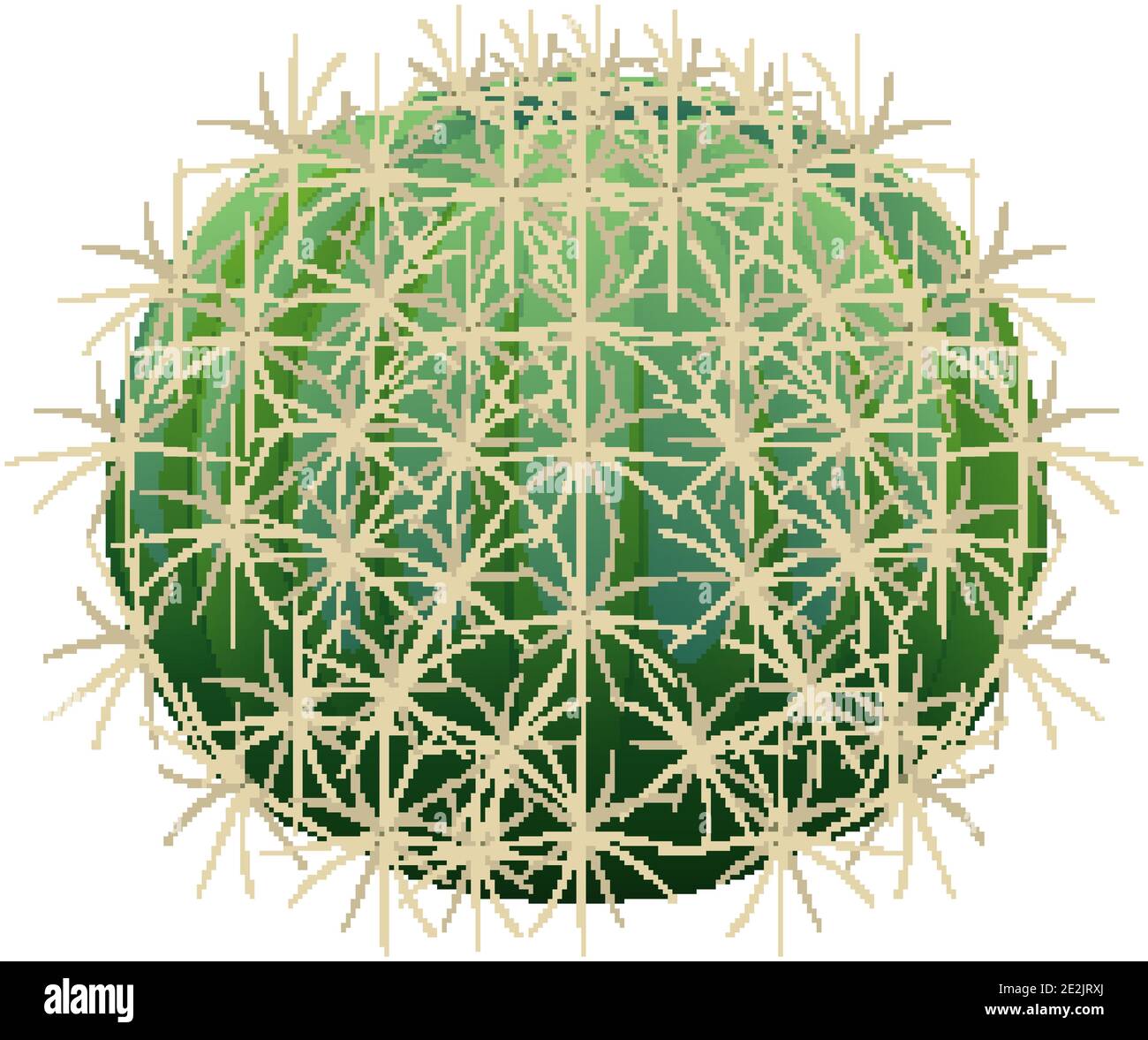 Barrel Cactus isolated on white background illustration Stock Vector ...