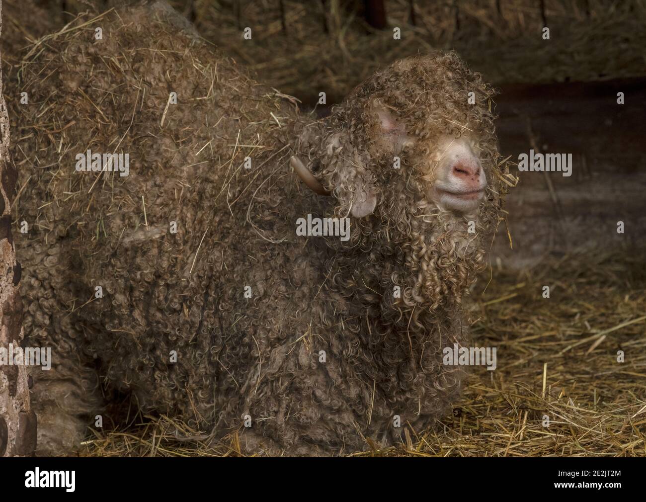 Angora goat, reared for the production of Mohair fibre. Somerset Stock ...