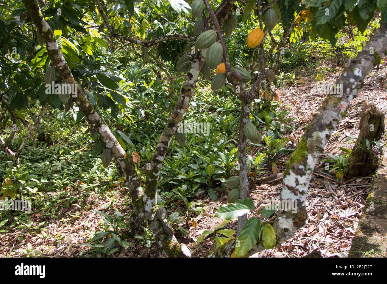 A cocoa tree with cocoa pods at cocoa plantation. Ilhéus, southern ...