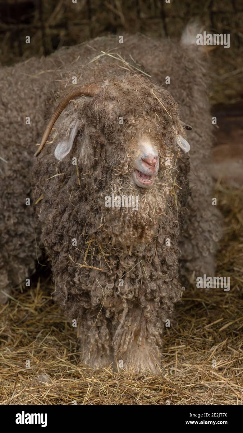 Angora goat, reared for the production of Mohair fibre. Somerset Stock ...