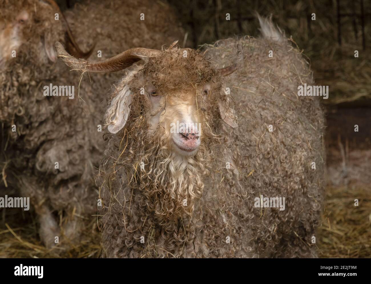 Angora goat, reared for the production of Mohair fibre. Somerset Stock ...