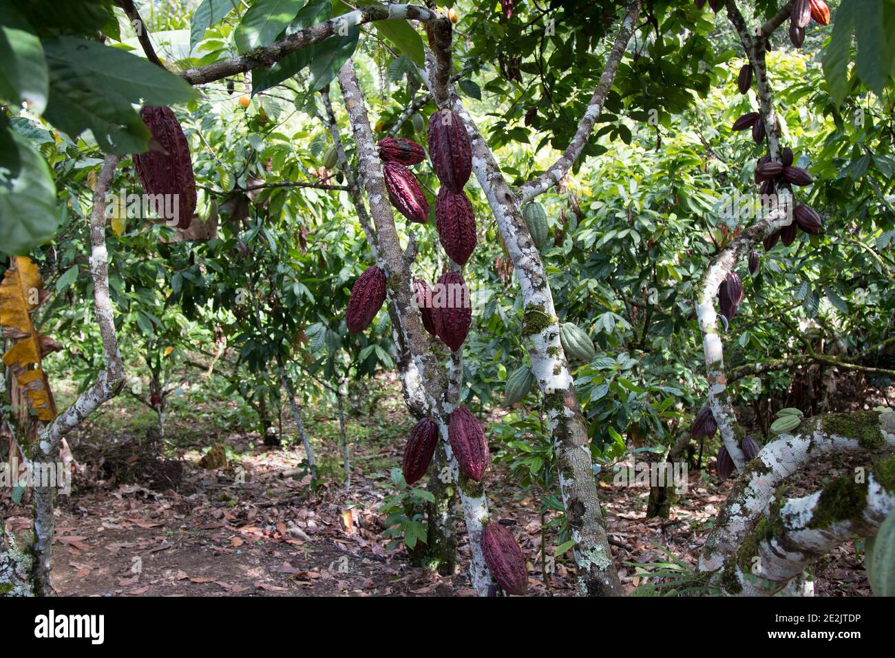 A cocoa tree with cocoa pods at cocoa plantation. Ilhéus, southern ...