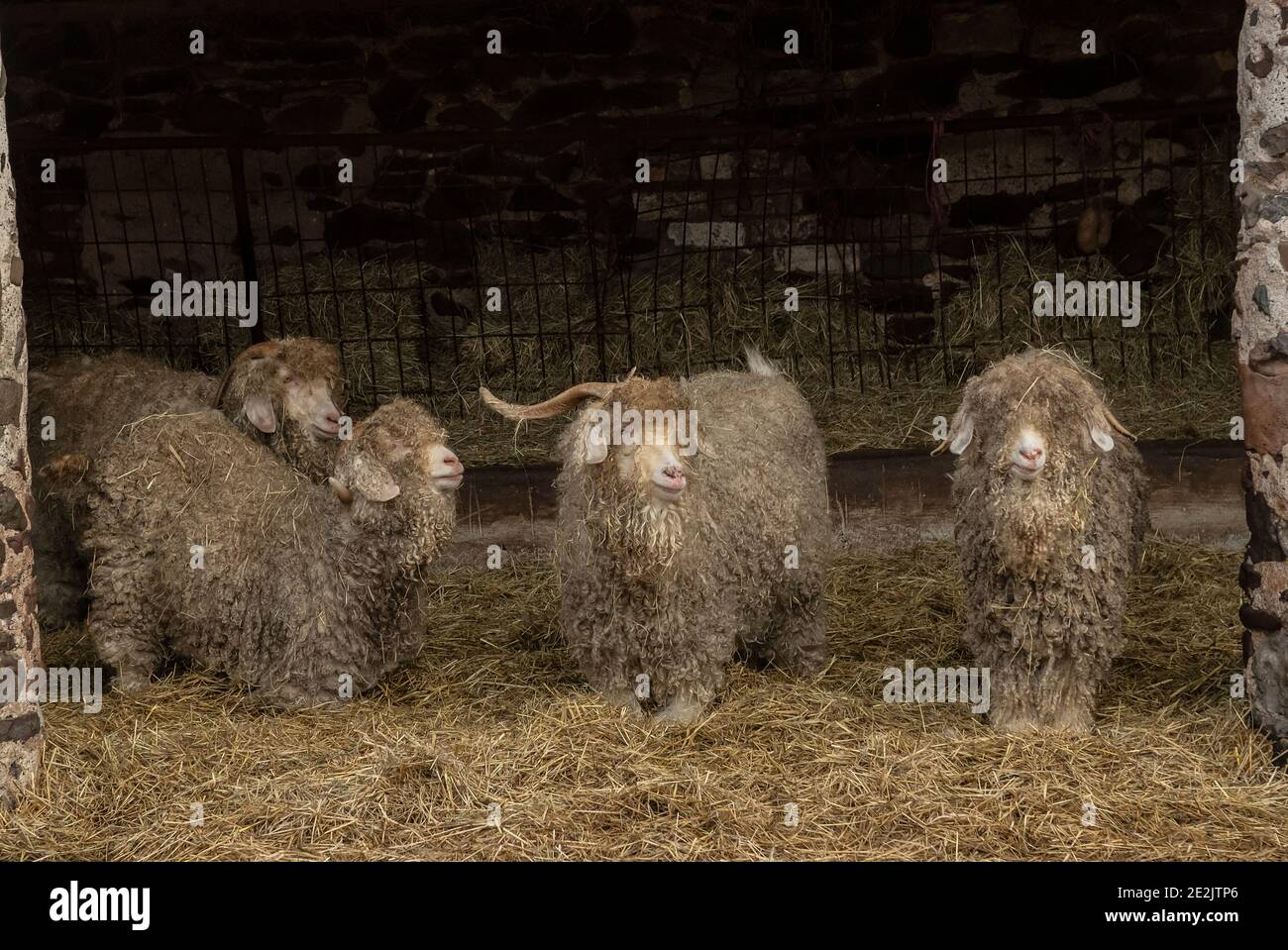 Shed angora hi-res stock photography and images - Alamy