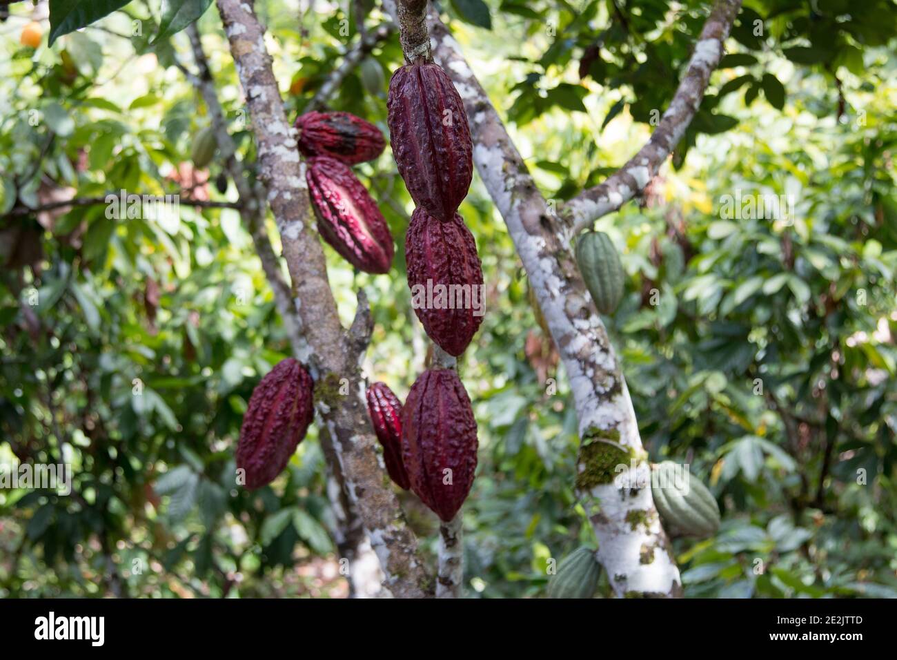 A cocoa tree with cocoa pods at cocoa plantation. Ilhéus, southern ...