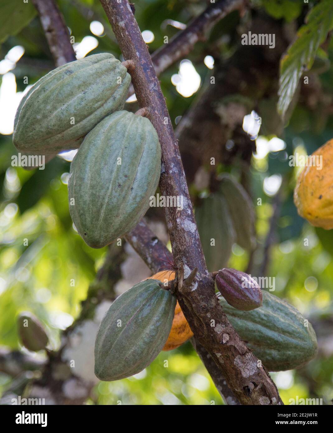 Cocoa farm trees hi-res stock photography and images - Alamy