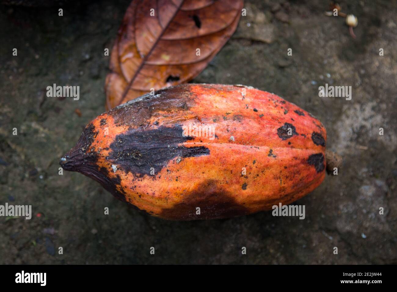Cocoa fruit pod infected with fungal disease Stock Photo - Alamy