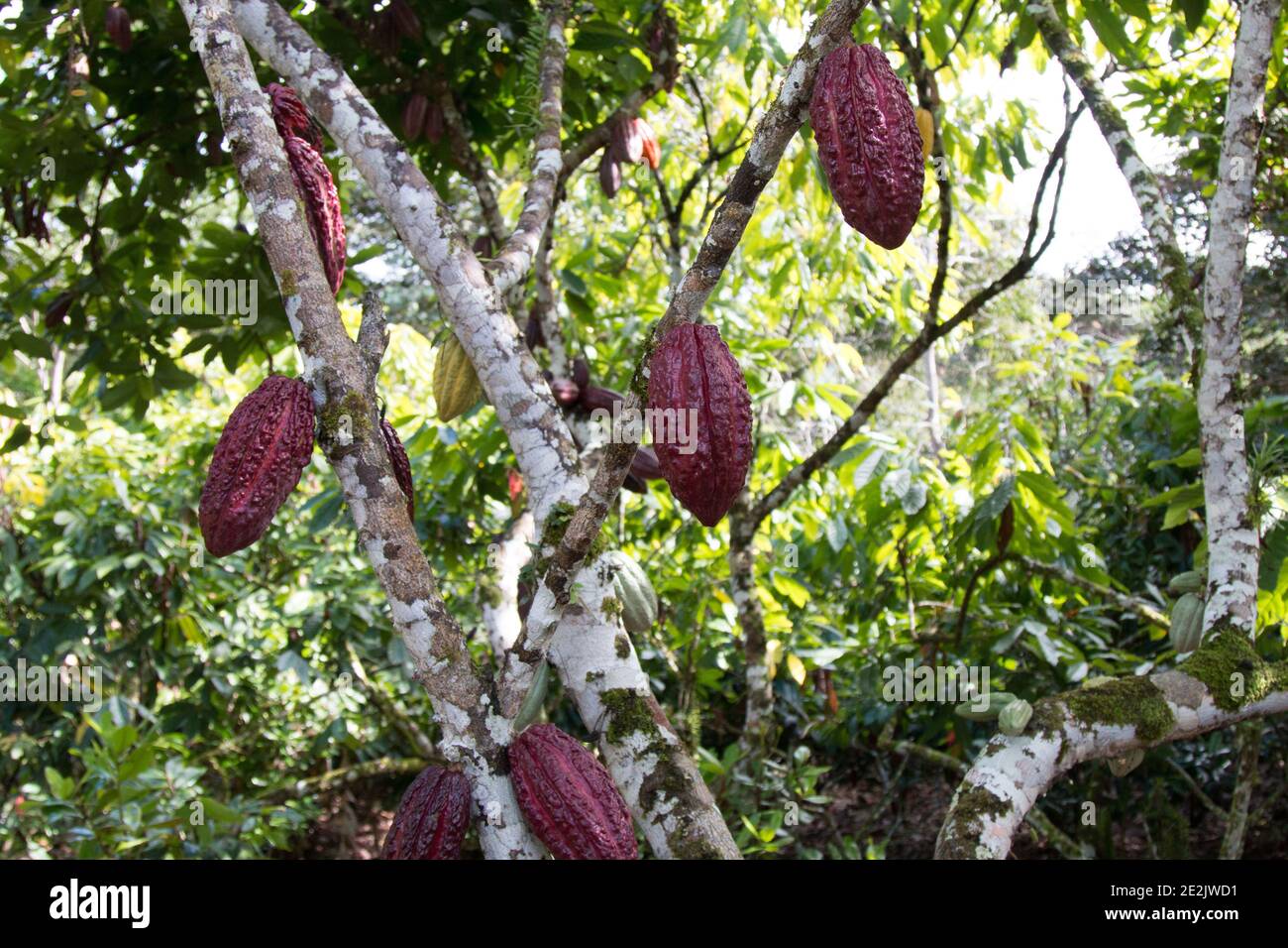 A cocoa tree with cocoa pods at cocoa plantation. Ilhéus, southern ...