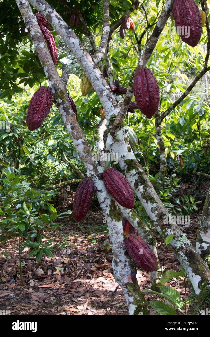 A cocoa tree with cocoa pods at cocoa plantation. Ilhéus, southern ...
