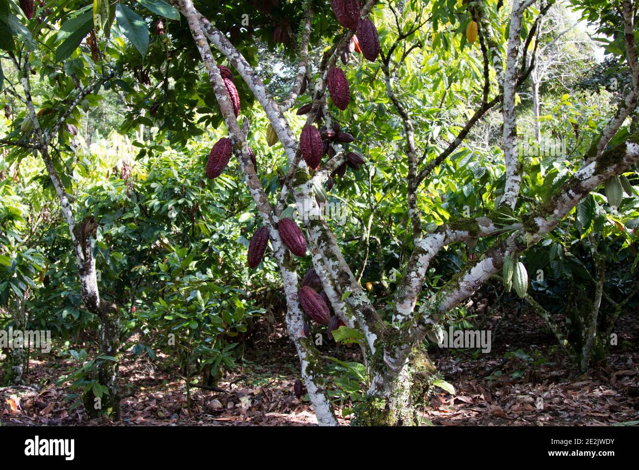 A cocoa tree with cocoa pods at cocoa plantation. Ilhéus, southern ...