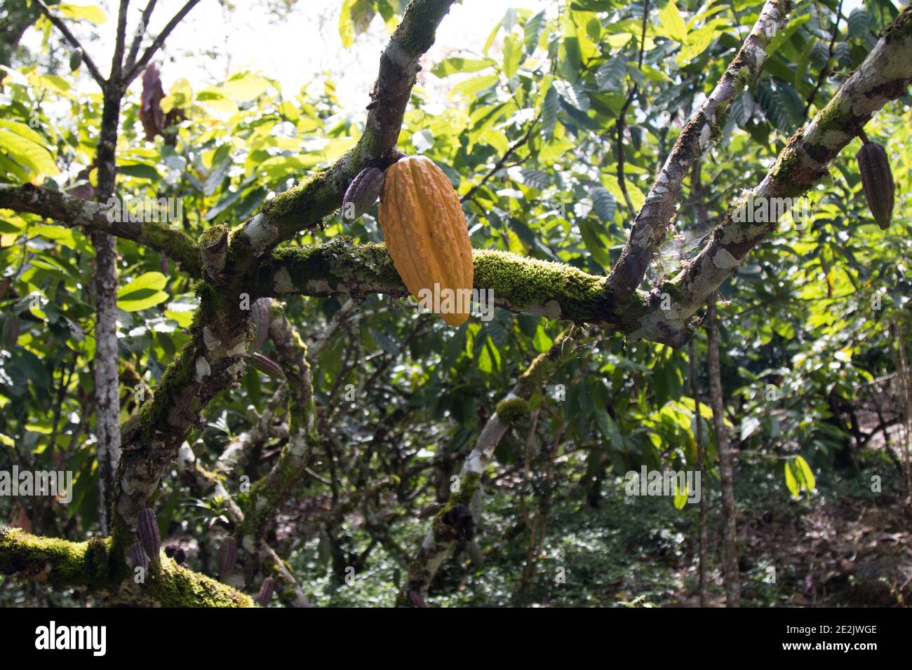 A cocoa tree with cocoa pods at cocoa plantation. Ilhéus, southern ...