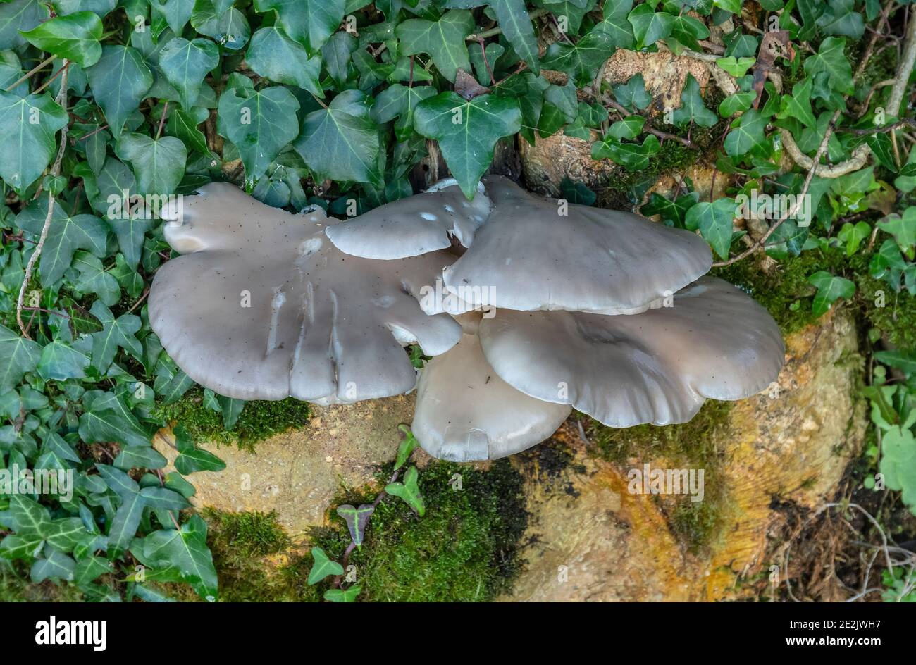 Edible mushrooms clump mushroom hi-res stock photography and images - Alamy