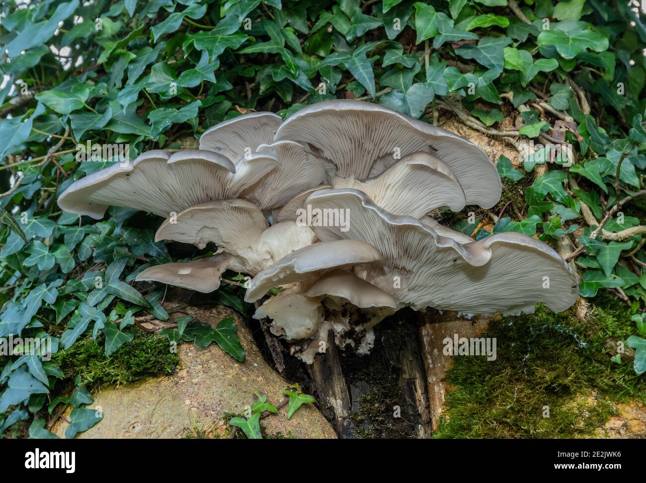 Clump of Oyster mushroom, Pleurotus ostreatus, on old stump in early ...