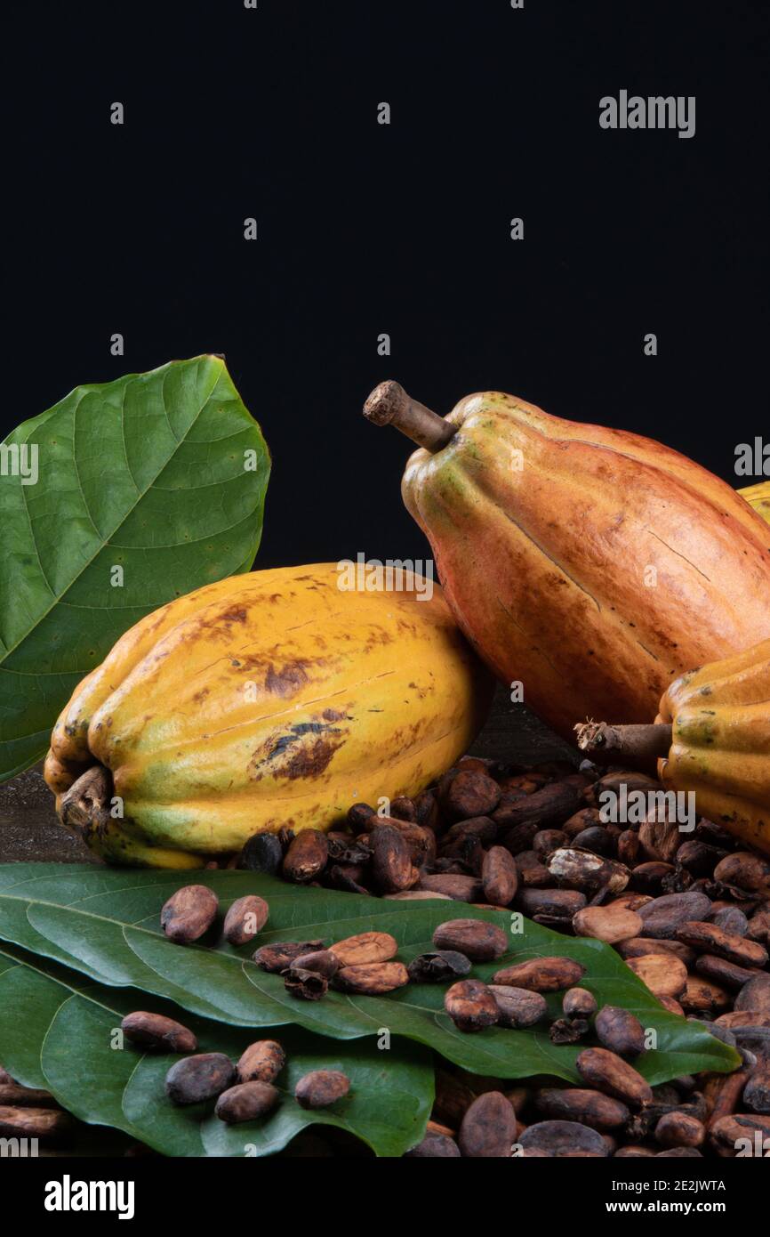 Cocoa fruits and raw cocoa beans on the table with black background ...