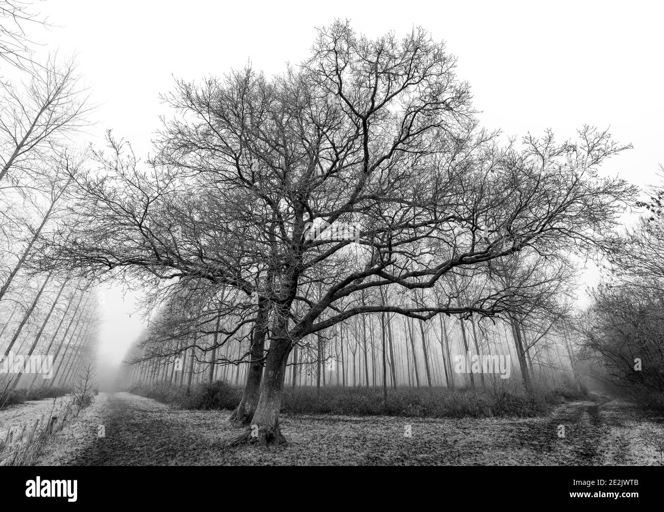 Tree in front of trees Stock Photo - Alamy