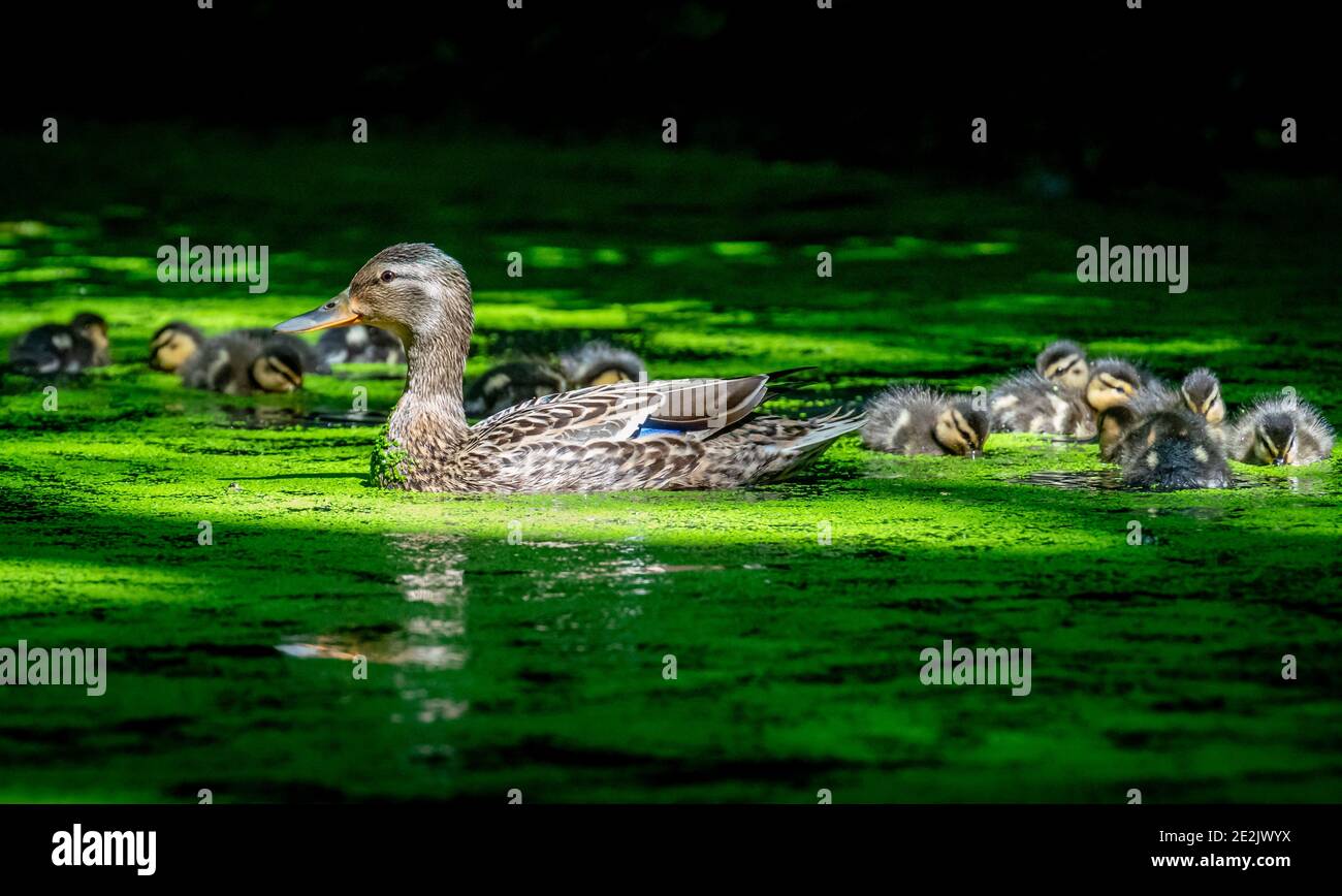 Proud Duck High Resolution Stock Photography and Images - Alamy