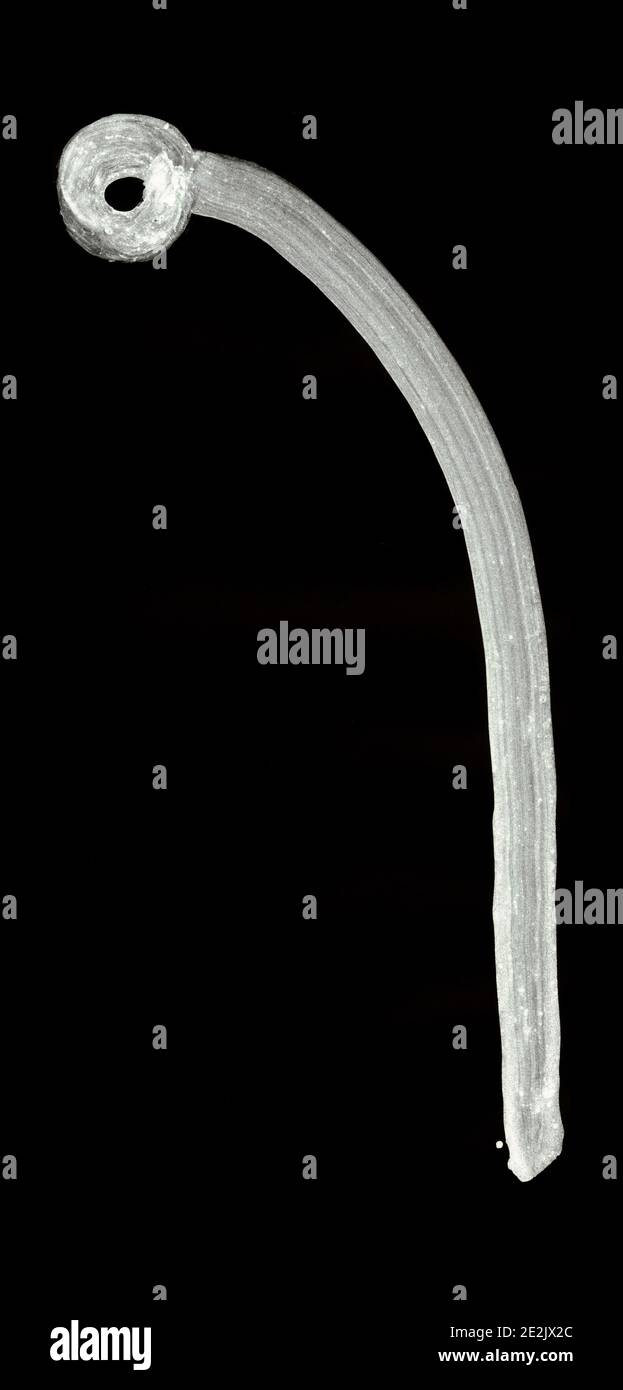 Heinrich Cornelius Agrippa Of Occult Philosophy 1651 Angelic Alphabet ...