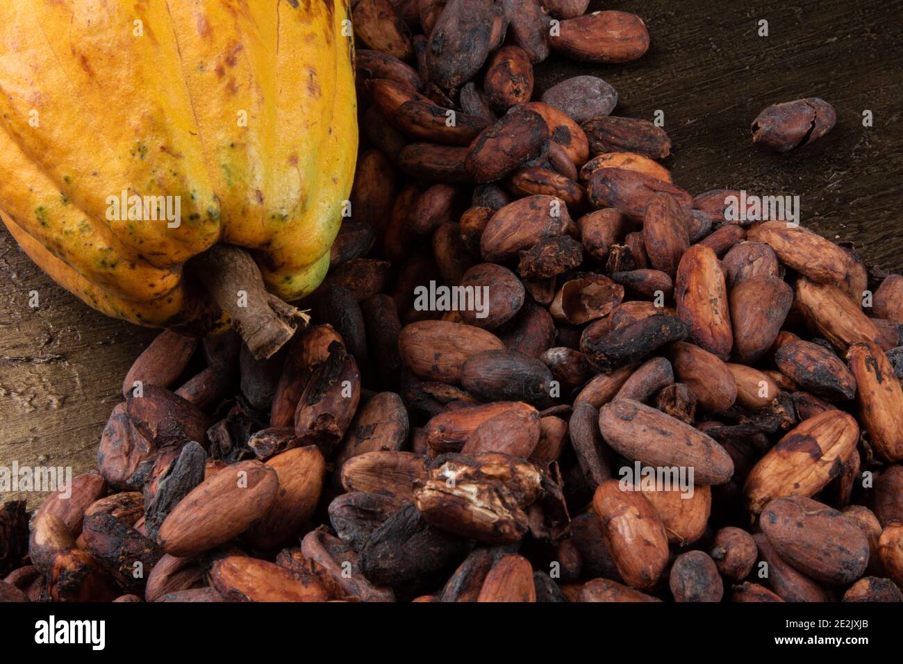 Detail of cocoa fruit with raw cocoa beans from southern Bahia Brazil ...