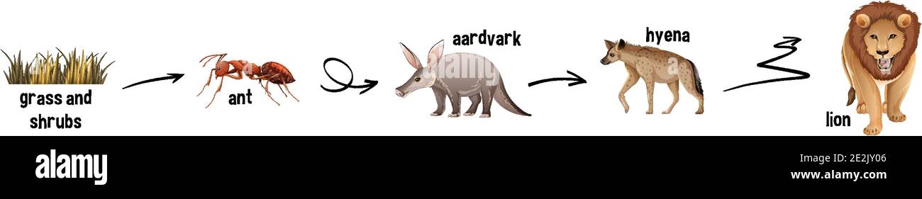 African animal food web on white background illustration Stock Vector ...