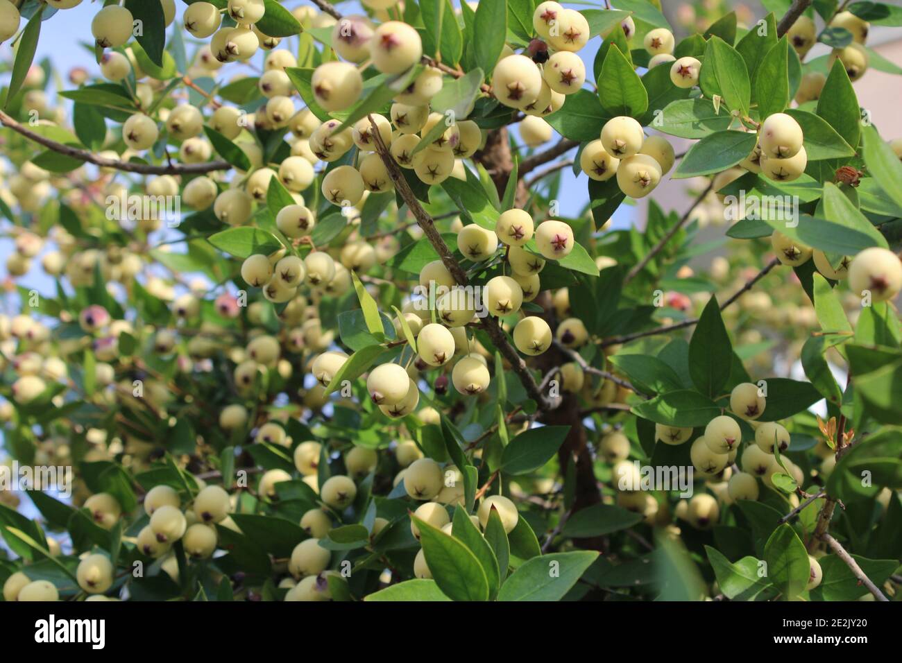 Vaccinium myrtillus, european blueberry, white blueberry Stock Photo ...