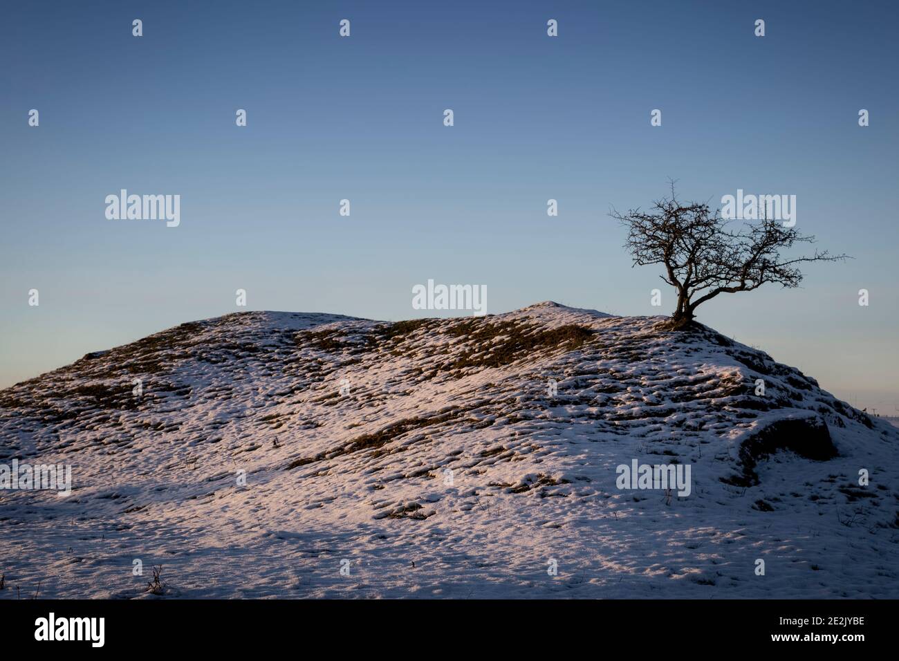 small bush on a snow covered hill Stock Photo - Alamy