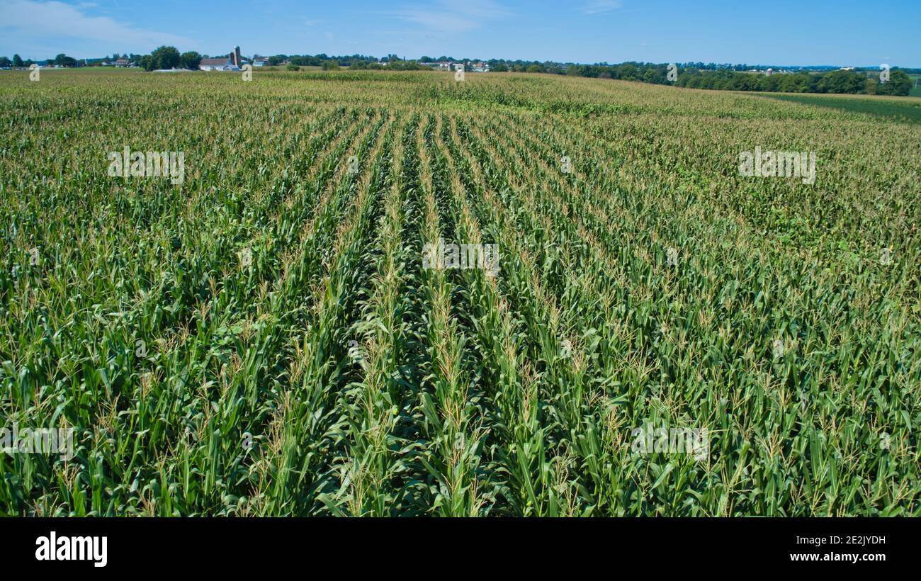 Aerial View for Rows of Corn Growing and Farms under a Beautiful Summer ...