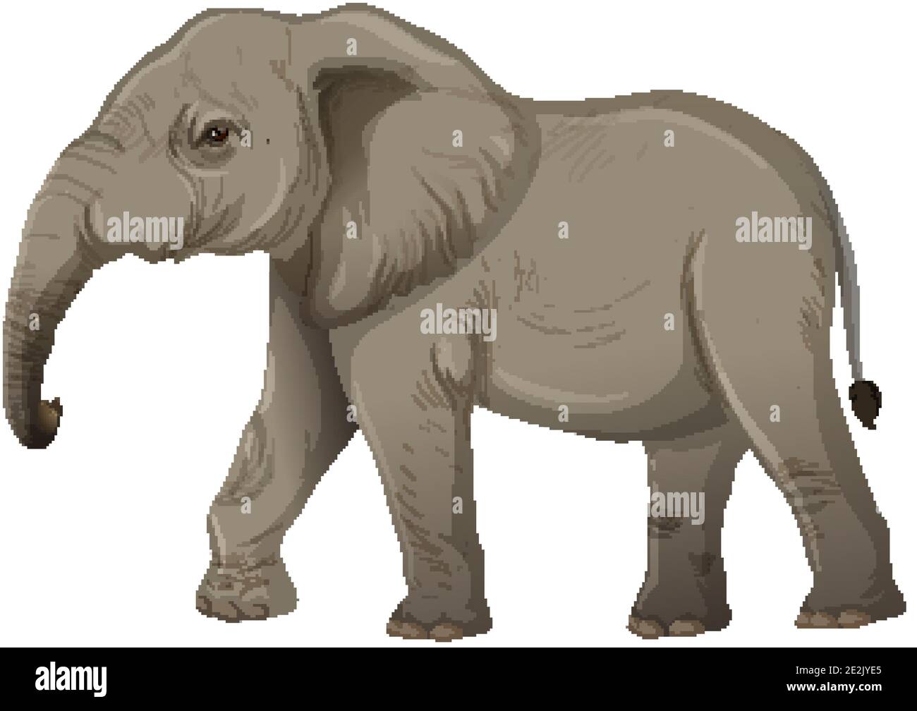 Adult elephant without ivory in cartoon style on white background ...