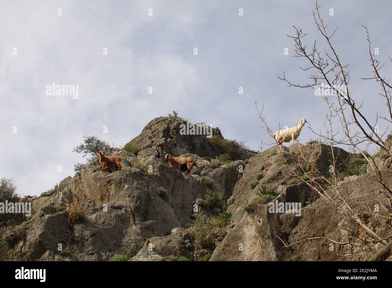 Goats on cliffs hi-res stock photography and images - Alamy