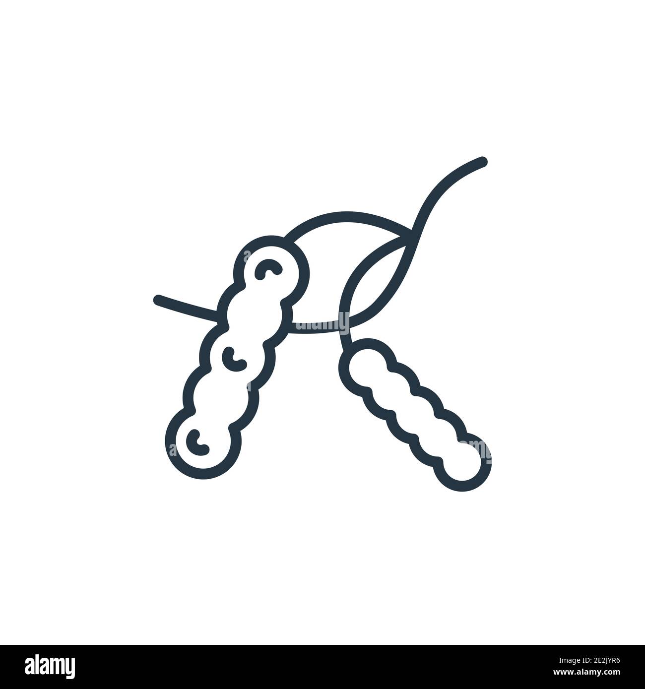 Tamarind Line Drawing