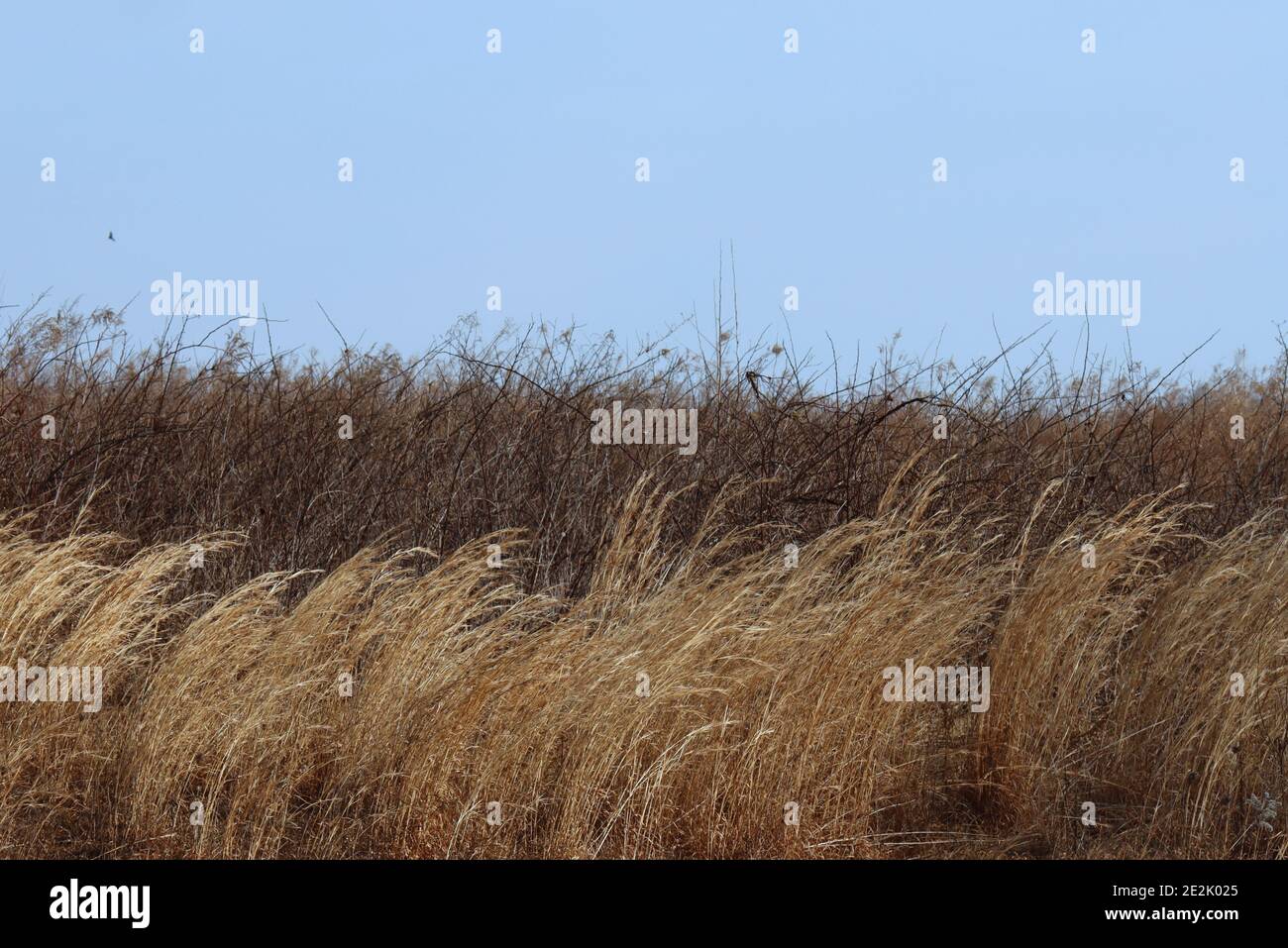 Field of shrubs hi-res stock photography and images - Alamy