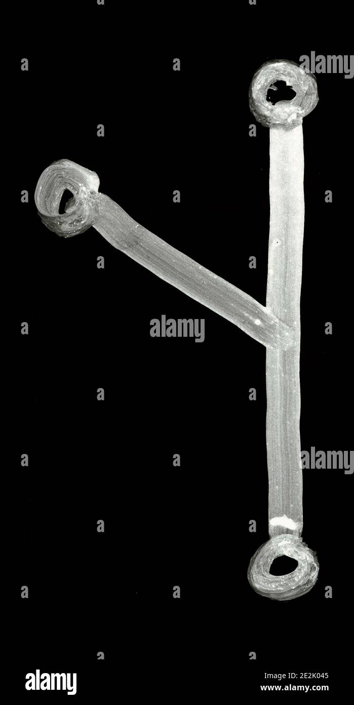 Heinrich Cornelius Agrippa Of Occult Philosophy 1651 Malachim Alphabet ...