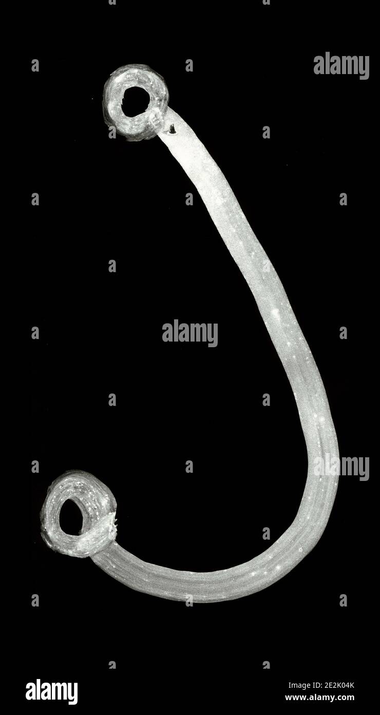 Heinrich Cornelius Agrippa Of Occult Philosophy 1651 Malachim Alphabet ...