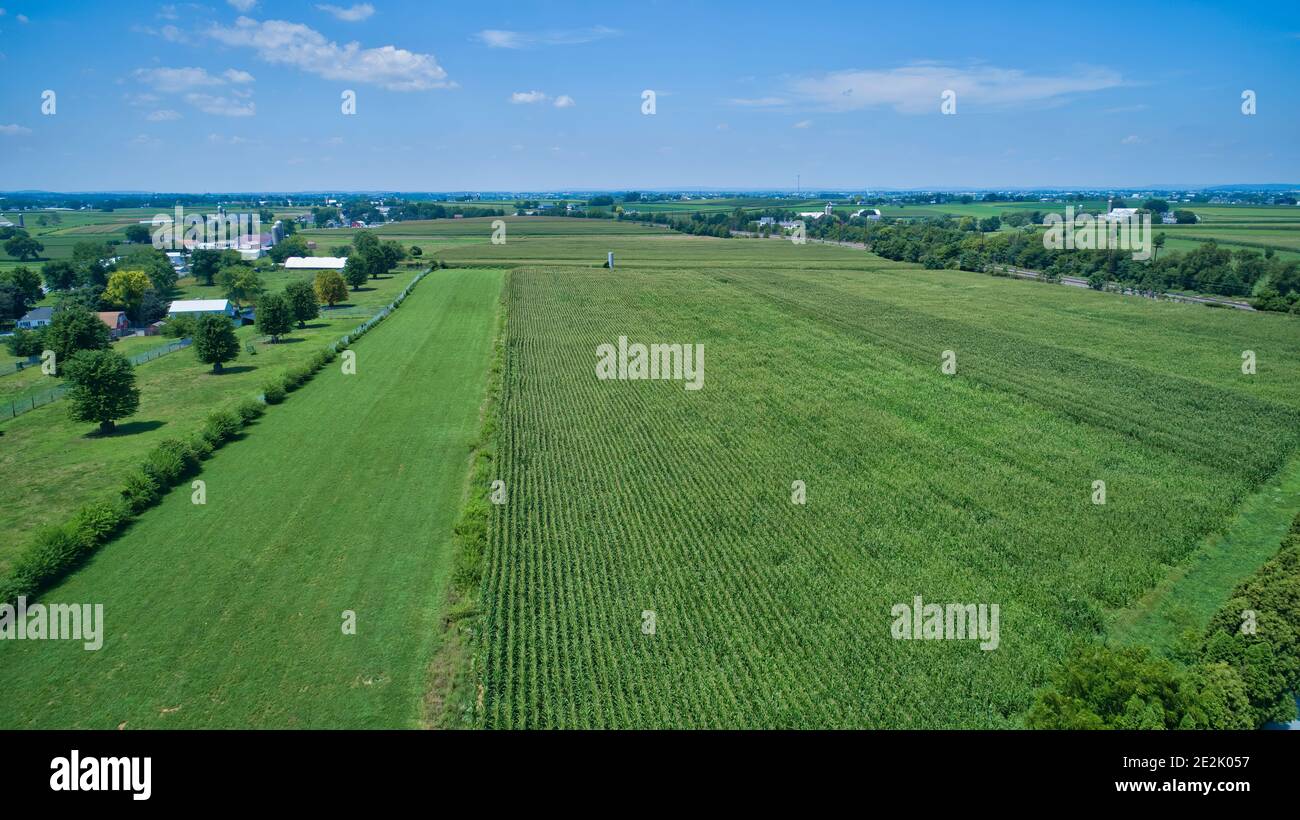 Aerial View for Rows of Corn Growing and Farms under a Beautiful Summer ...