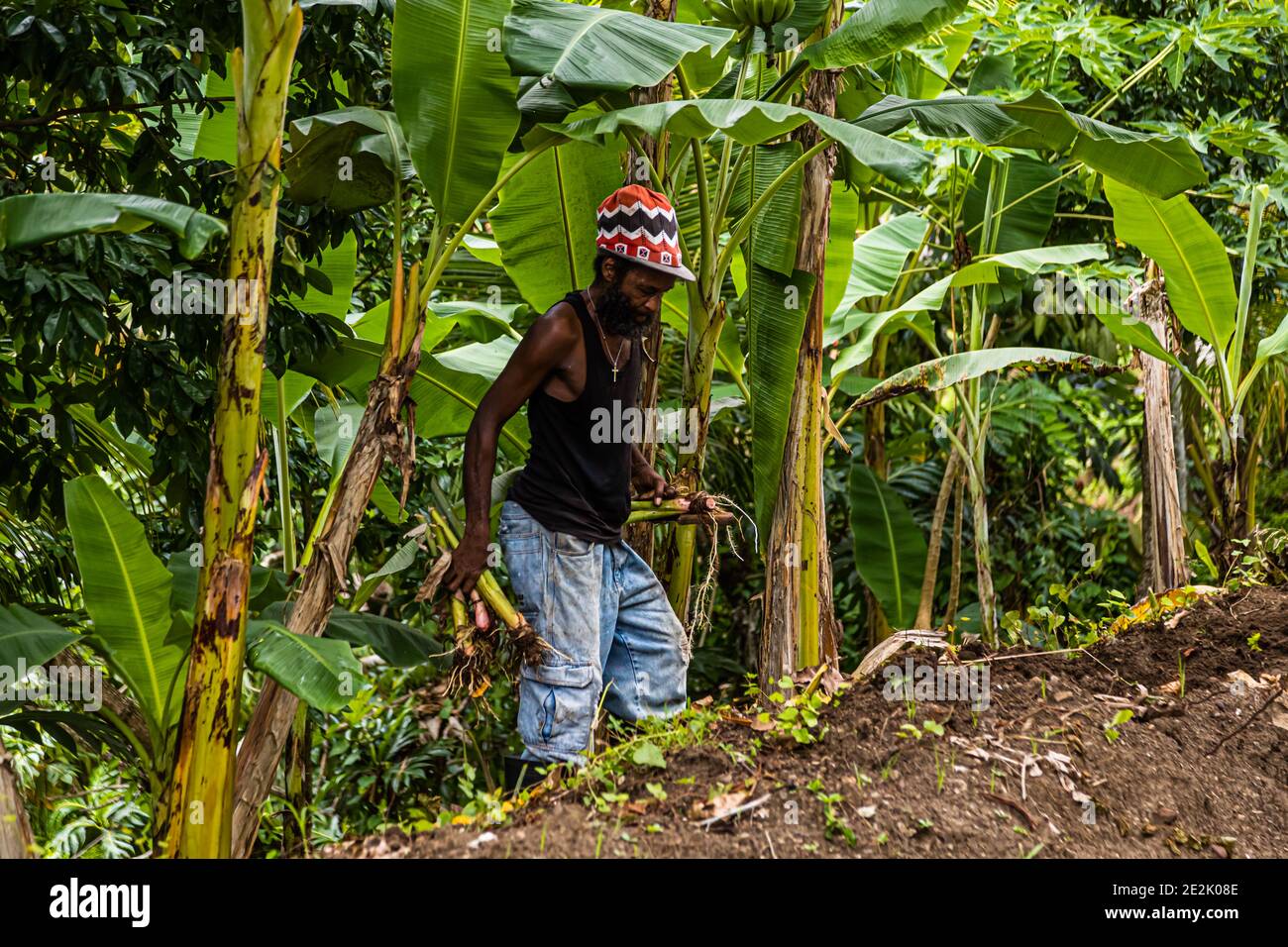 Old banana tree hi-res stock photography and images - Alamy