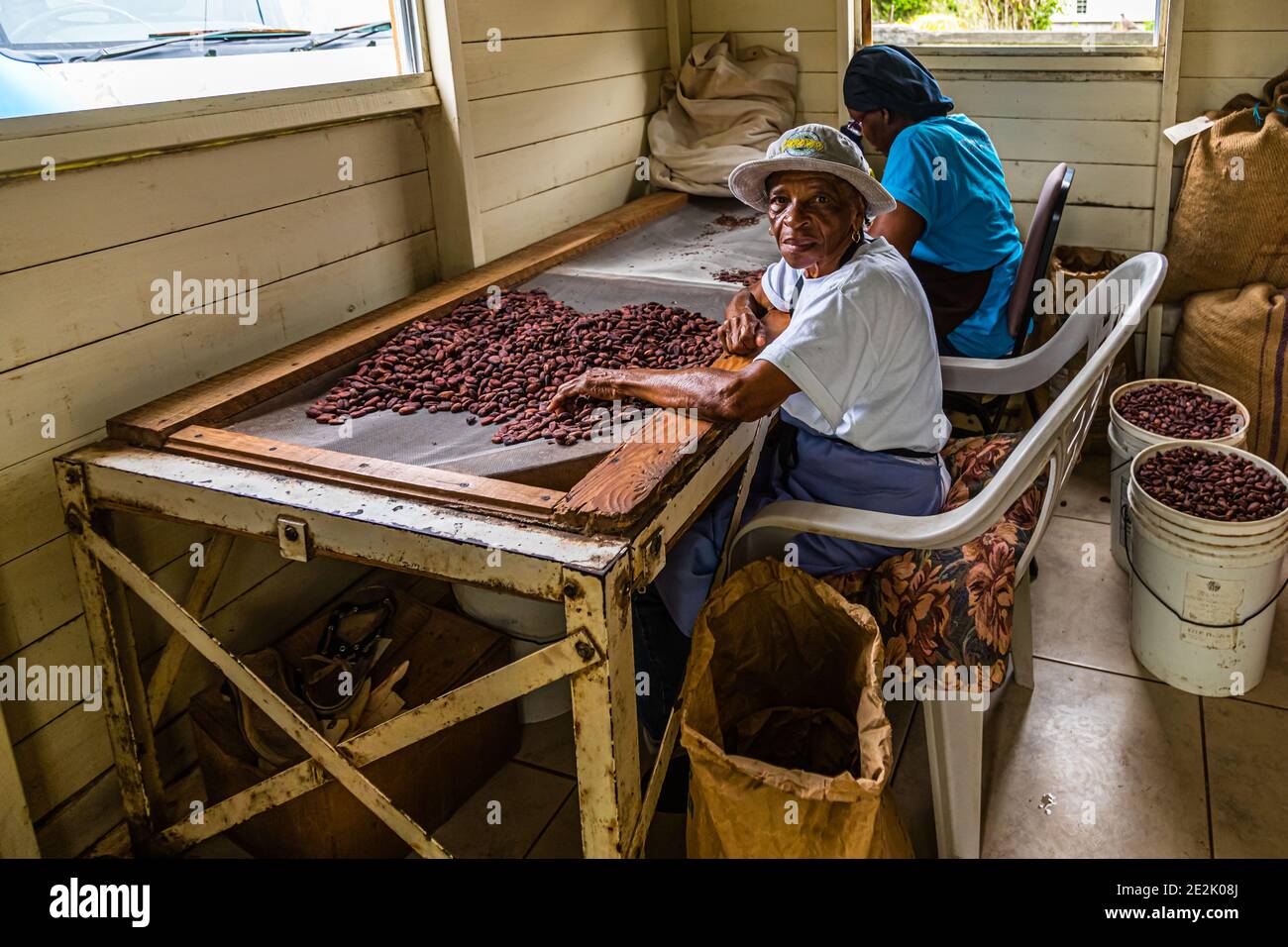 Sustainable chocolate production in Grenada Stock Photo - Alamy