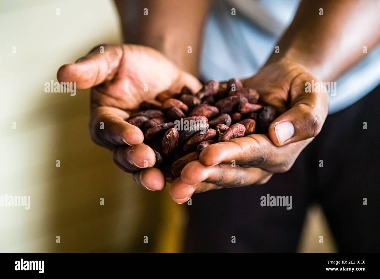 Sustainable chocolate production in Grenada Stock Photo - Alamy
