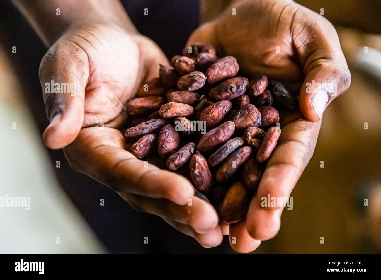 Sustainable chocolate production in Grenada. The cocoa beans are ...