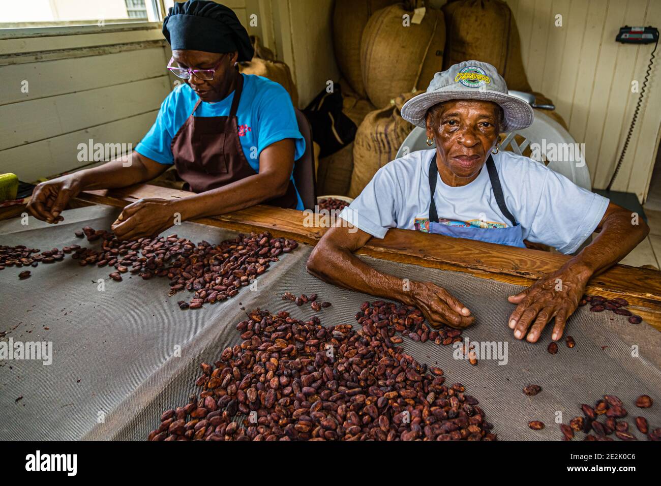 Sustainable chocolate production in Grenada Stock Photo - Alamy