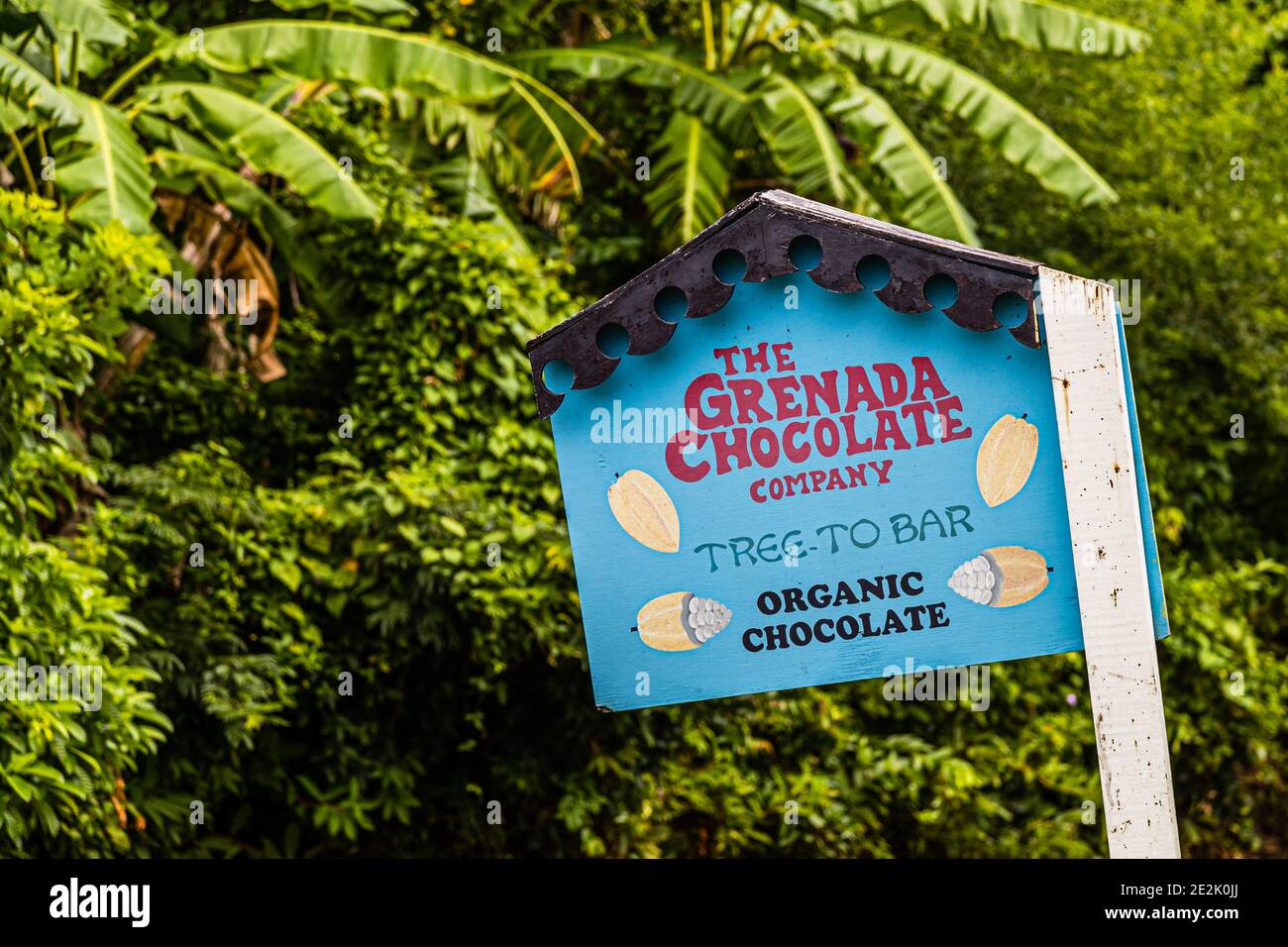 Sustainable chocolate production in Grenada Stock Photo - Alamy