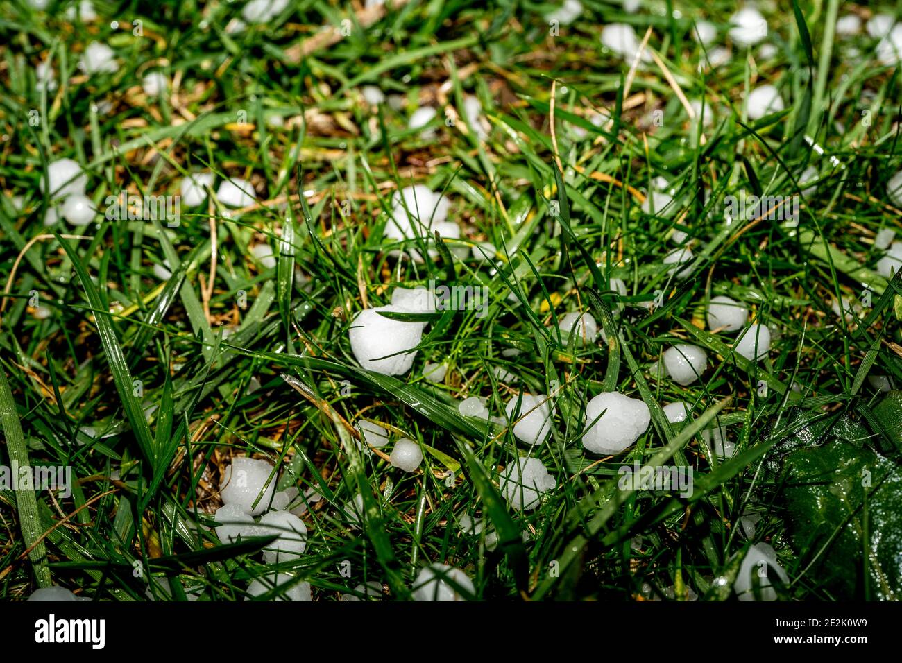 Large grains of hail on a green background. Background, texture. After ...