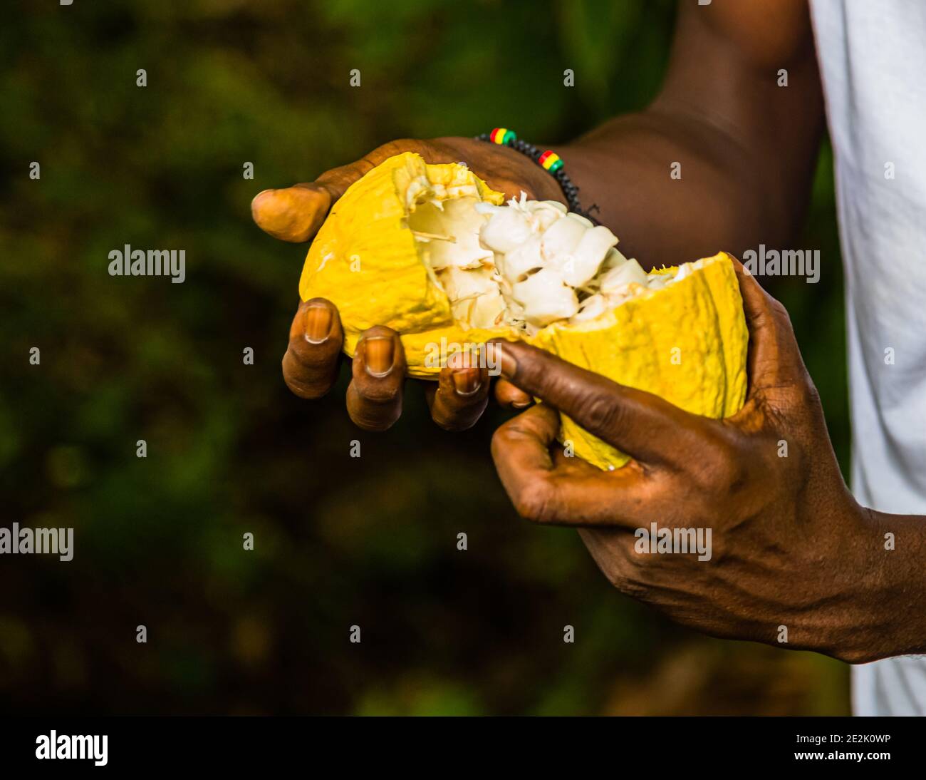 Open cocoa fruit hi-res stock photography and images - Alamy